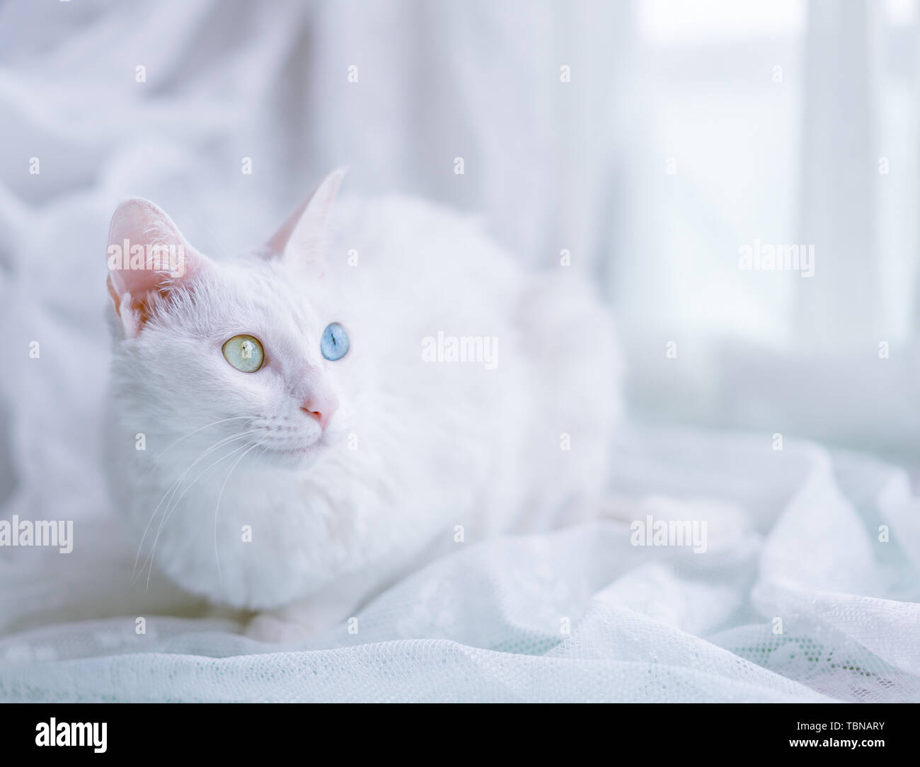 The mandarin duck-eyed cat rested near the window Stock Photo - Alamy