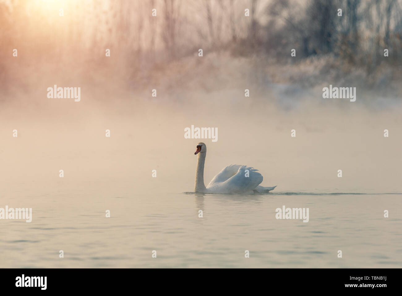 A warts-nosed swan swimming in hot springs in Yili, Xinjiang in winter ...