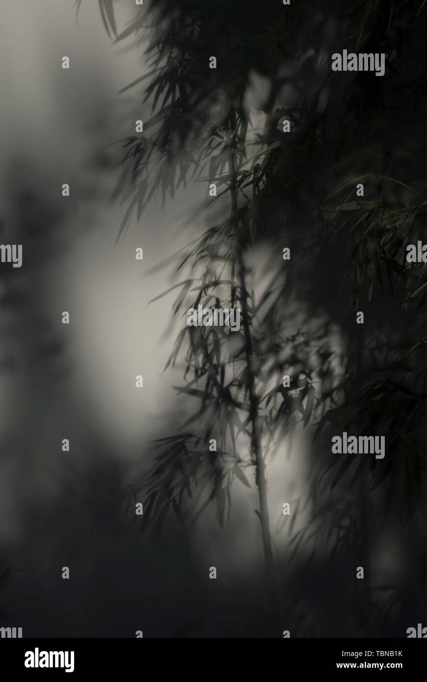 The breeze, the bamboo shadow Stock Photo - Alamy