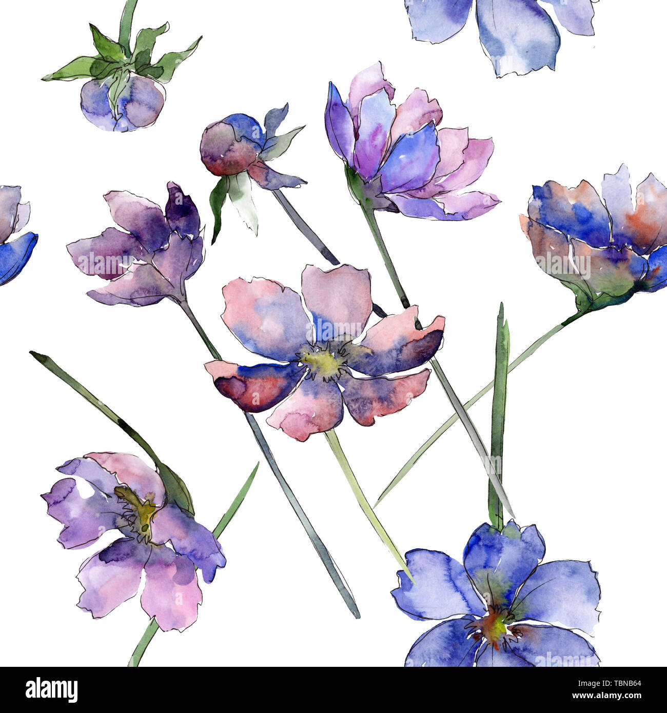 Violet cosmos flower floral botanical flower. Wild spring leaf ...