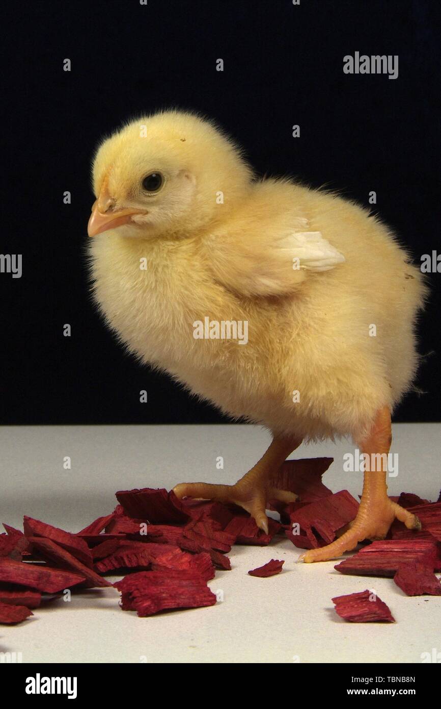 chick of a few days, with colored stones Stock Photo - Alamy