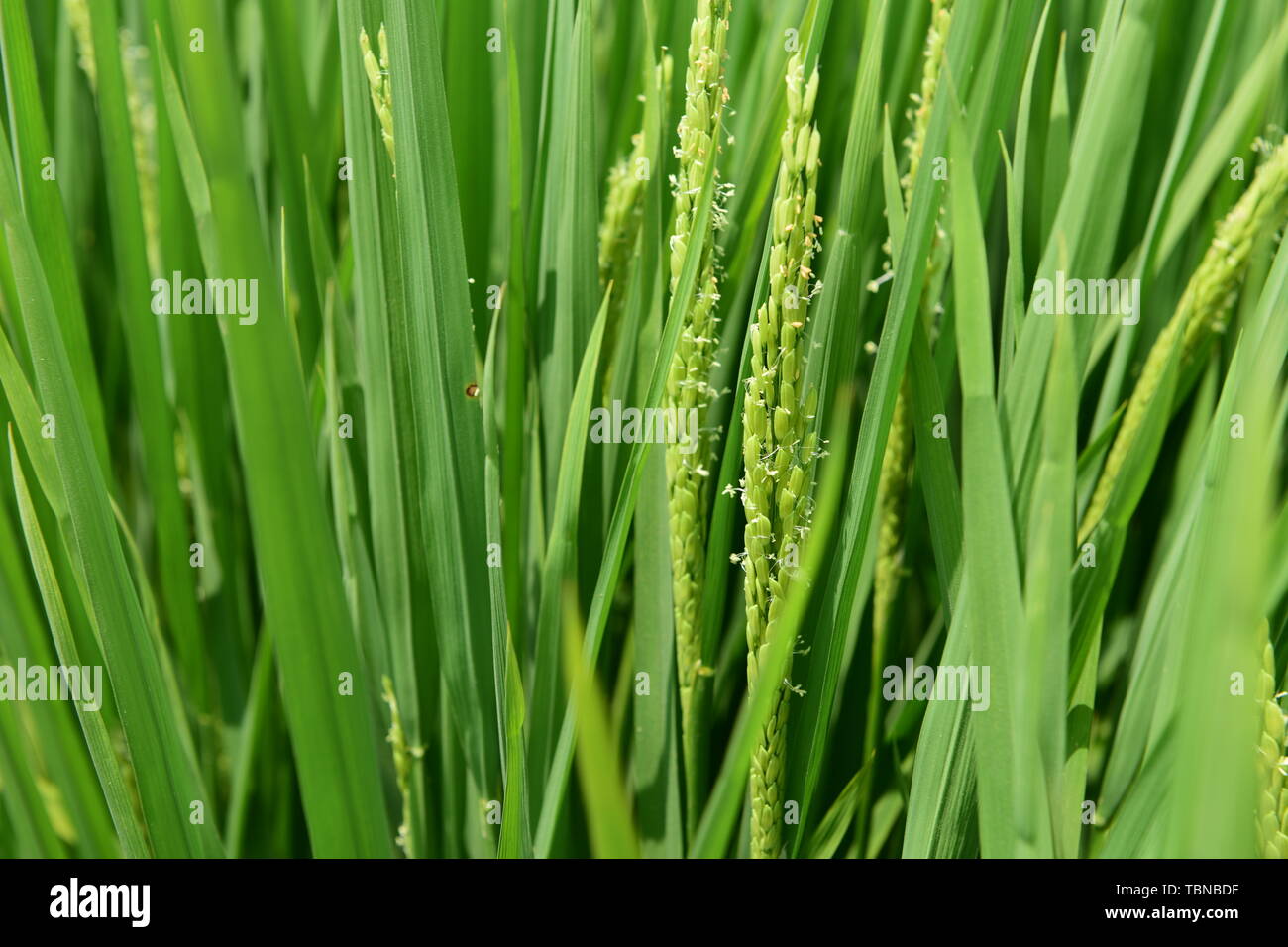 Rice spike paddy field, rice Stock Photo - Alamy