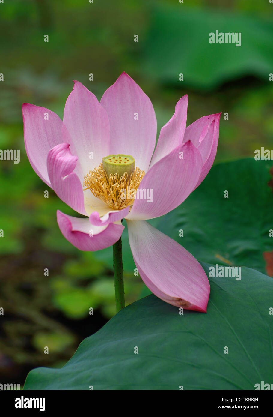 Lily tropical summer gardens in foreign countries bloom hi-res stock ...