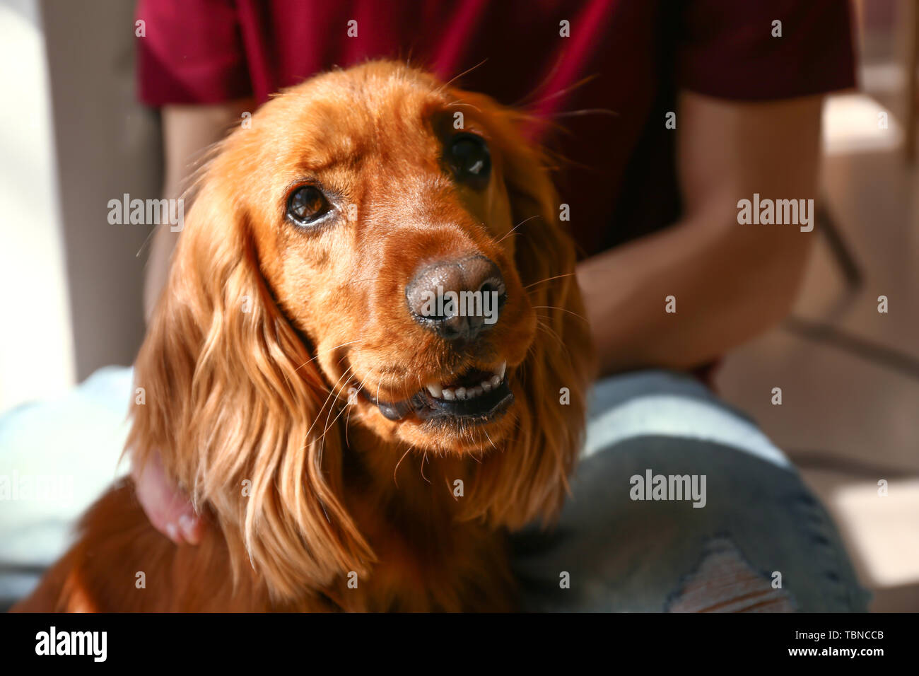 Cute dog with owner at home Stock Photo - Alamy