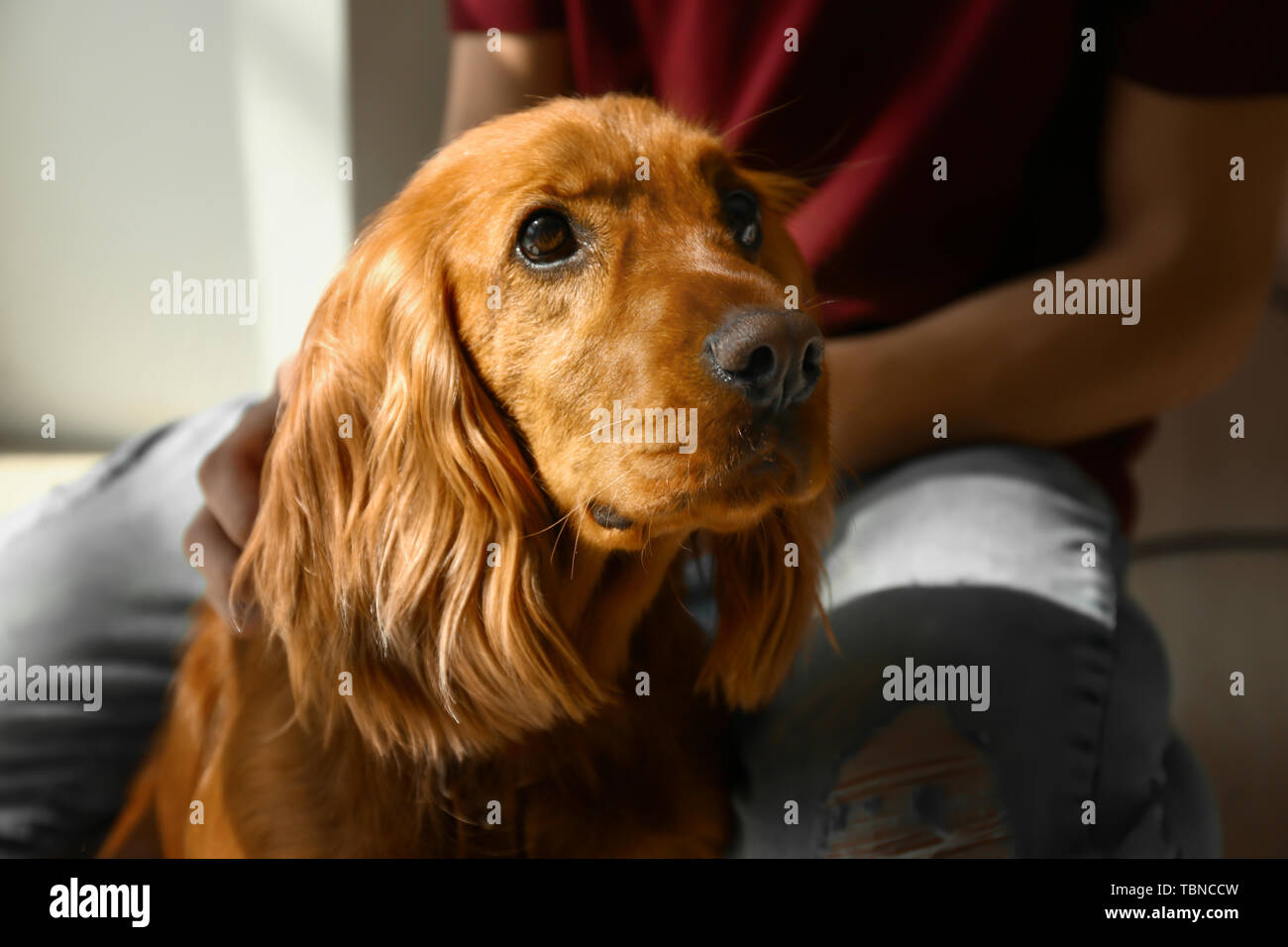Cute dog with owner at home Stock Photo - Alamy