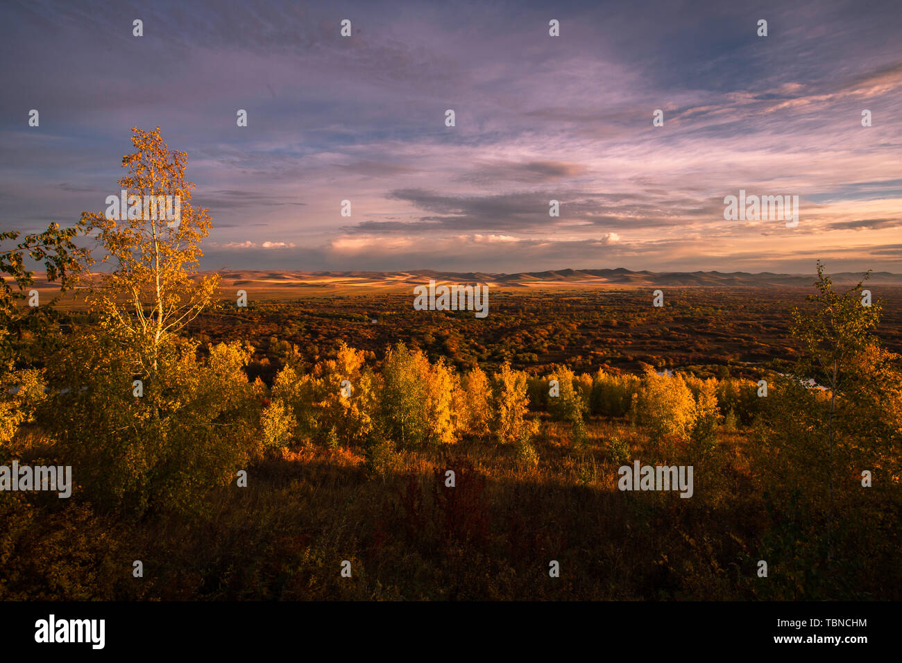 Erguna Wetland is known as the largest wetland in Asia, a golden and ...