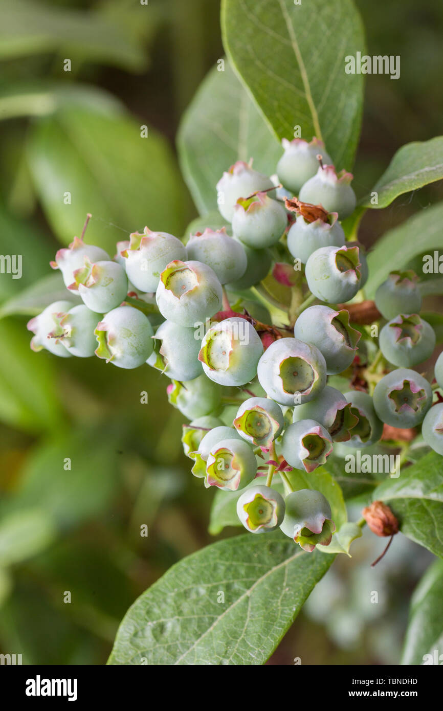 All stages of blueberry flowers and fruit Stock Photo - Alamy
