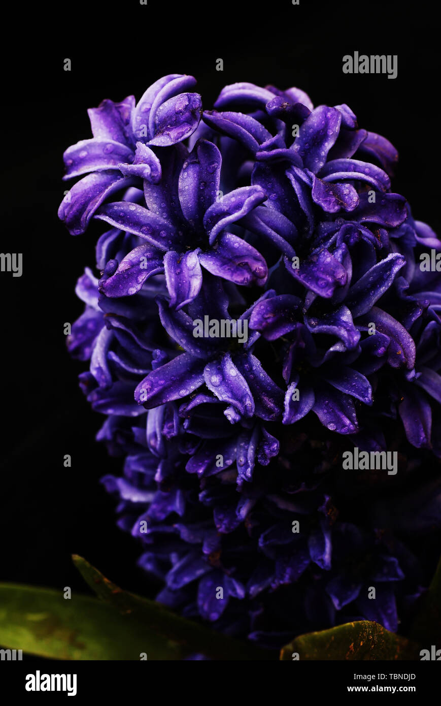 Hyacinth flower cluster Stock Photo - Alamy