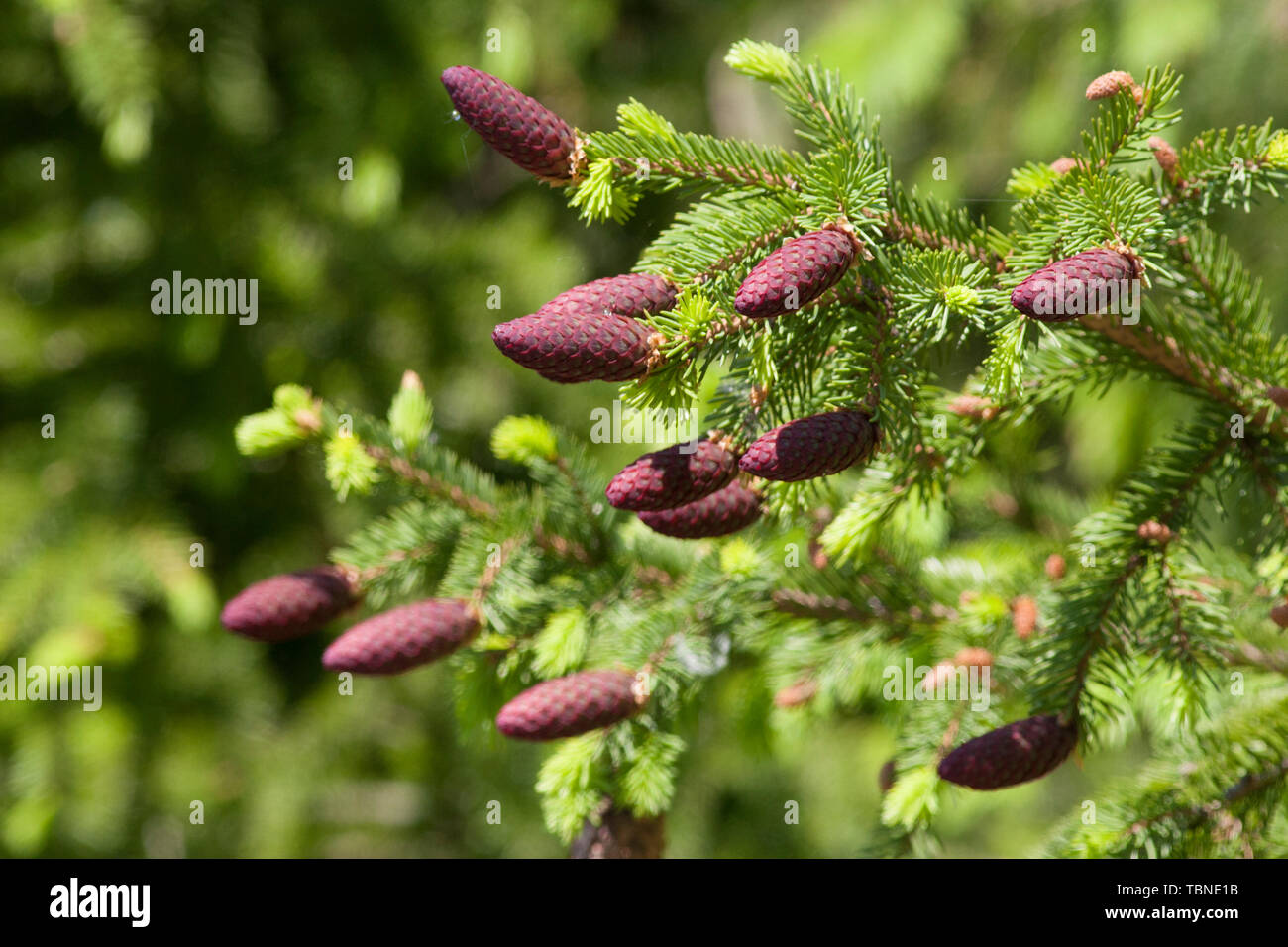 FLOWERING SPRUCE Picea Abies at spring Stock Photo - Alamy