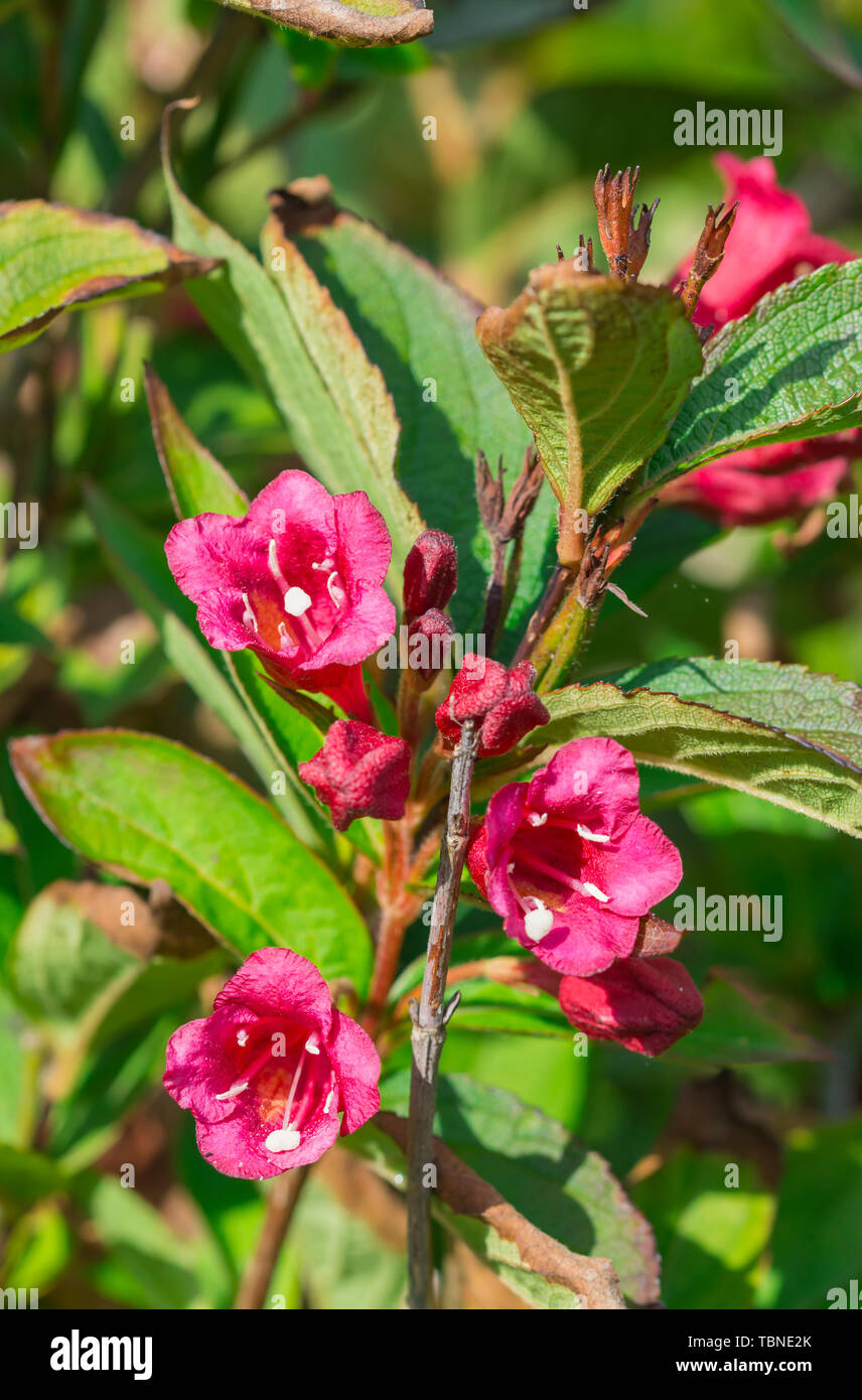 Red Weigela ornamental shrub flowering out of season in Autumn in West ...