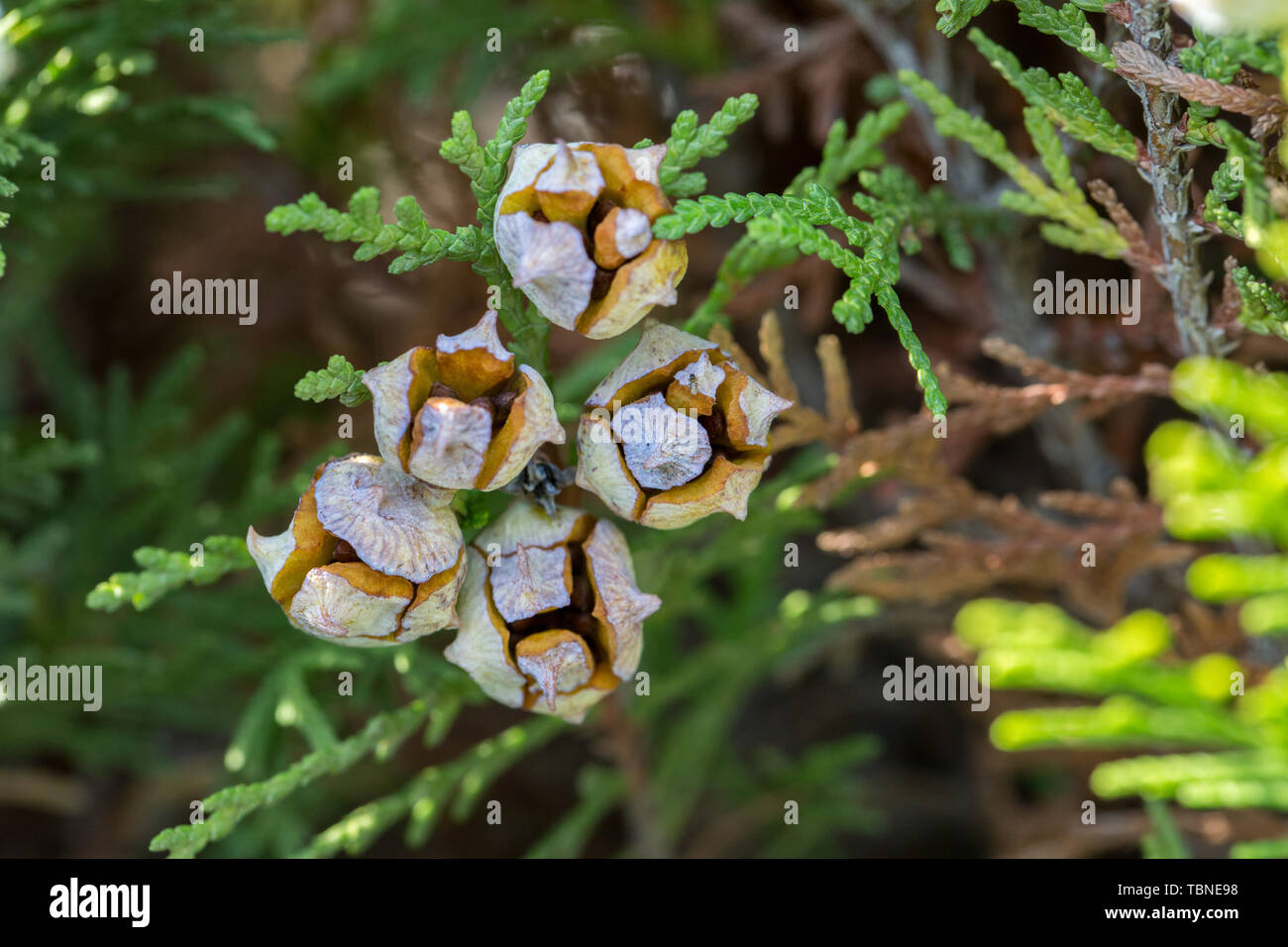 The fruit of the cypress Stock Photo - Alamy