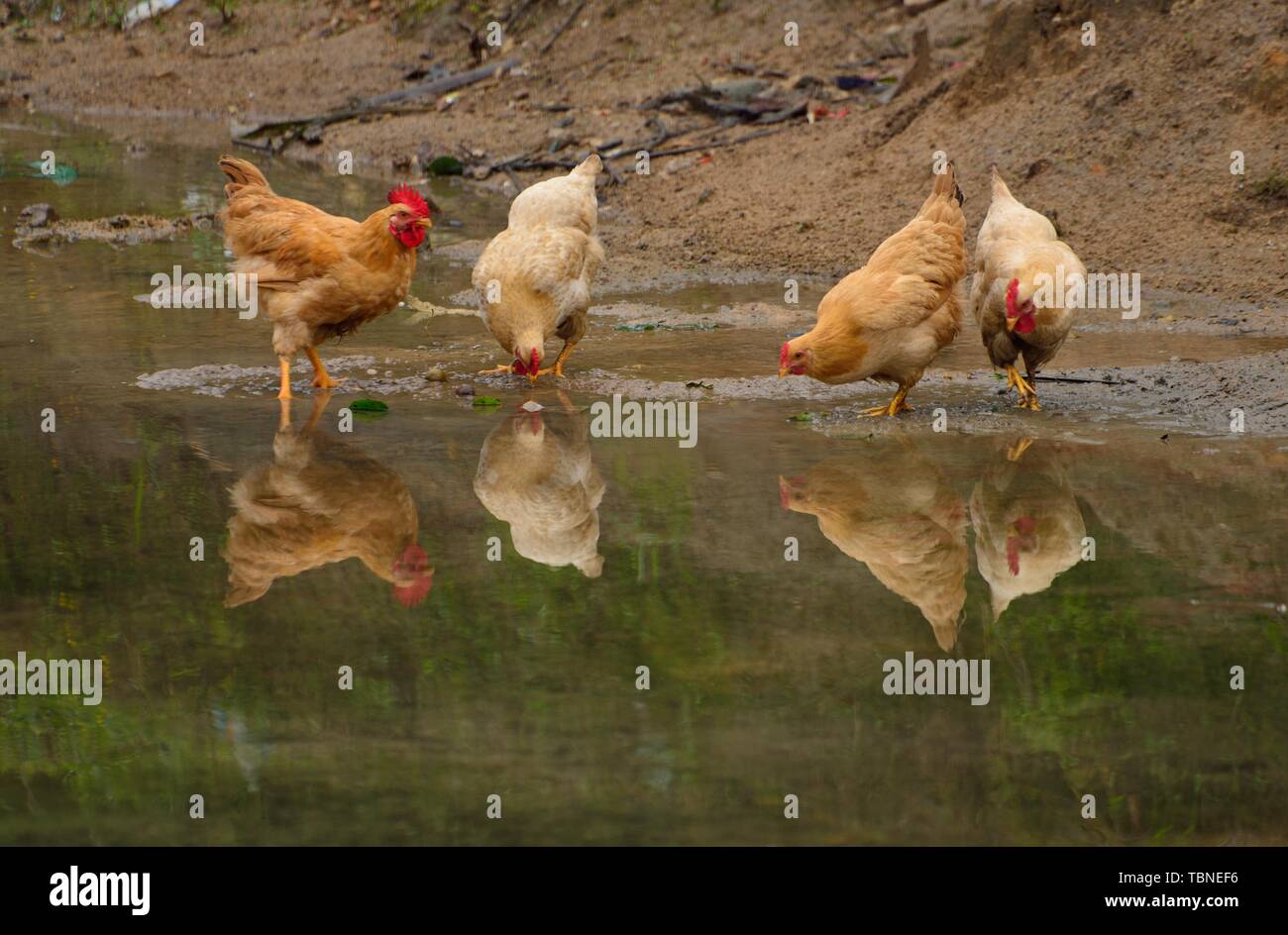 Native hens hi-res stock photography and images - Alamy