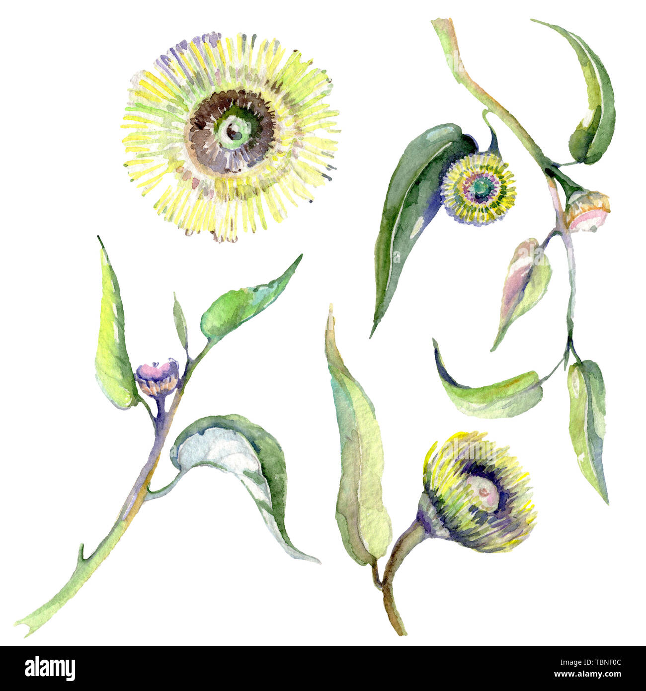 Eucalyptus floral botanical flowers. Wild spring leaf wildflower ...