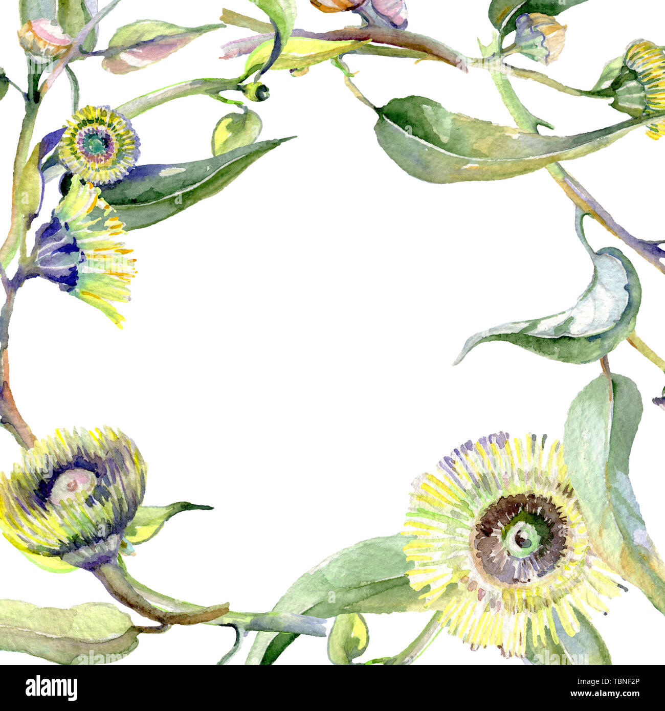 Eucalyptus floral botanical flowers. Wild spring leaf wildflower ...
