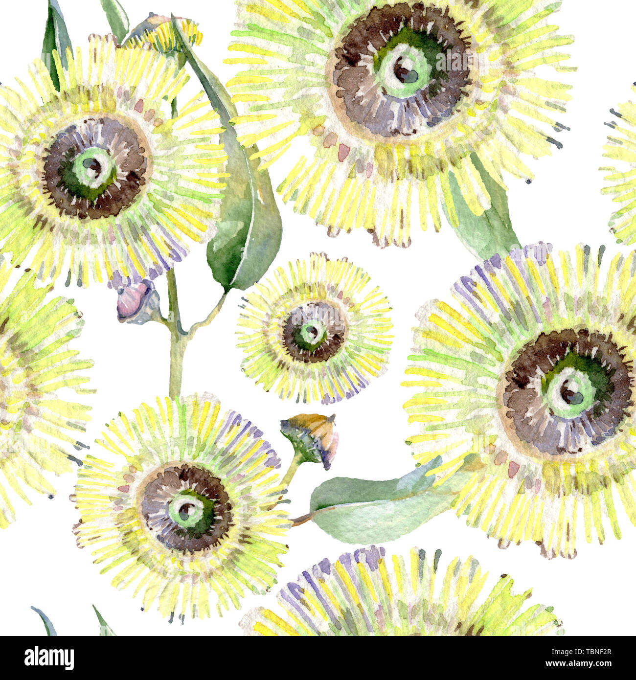 Eucalyptus floral botanical flowers. Wild spring leaf wildflower ...