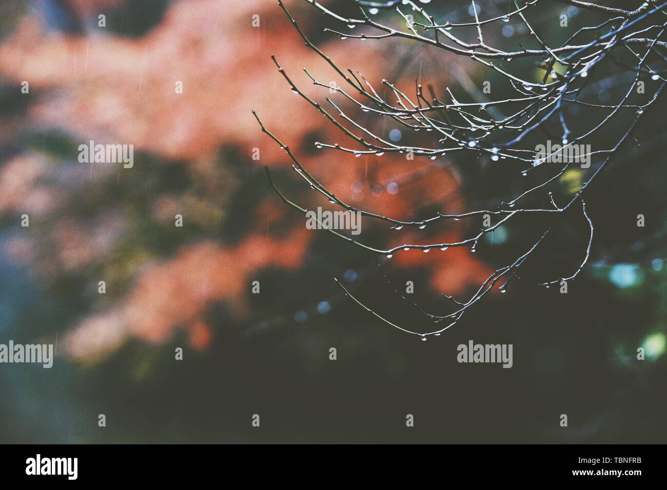 Late autumn red maple Stock Photo - Alamy