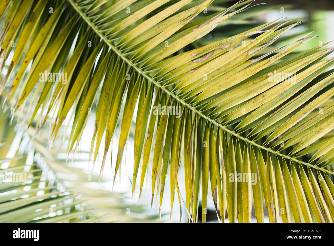 Tropical palm leaves, floral pattern background, real photo Stock Photo ...