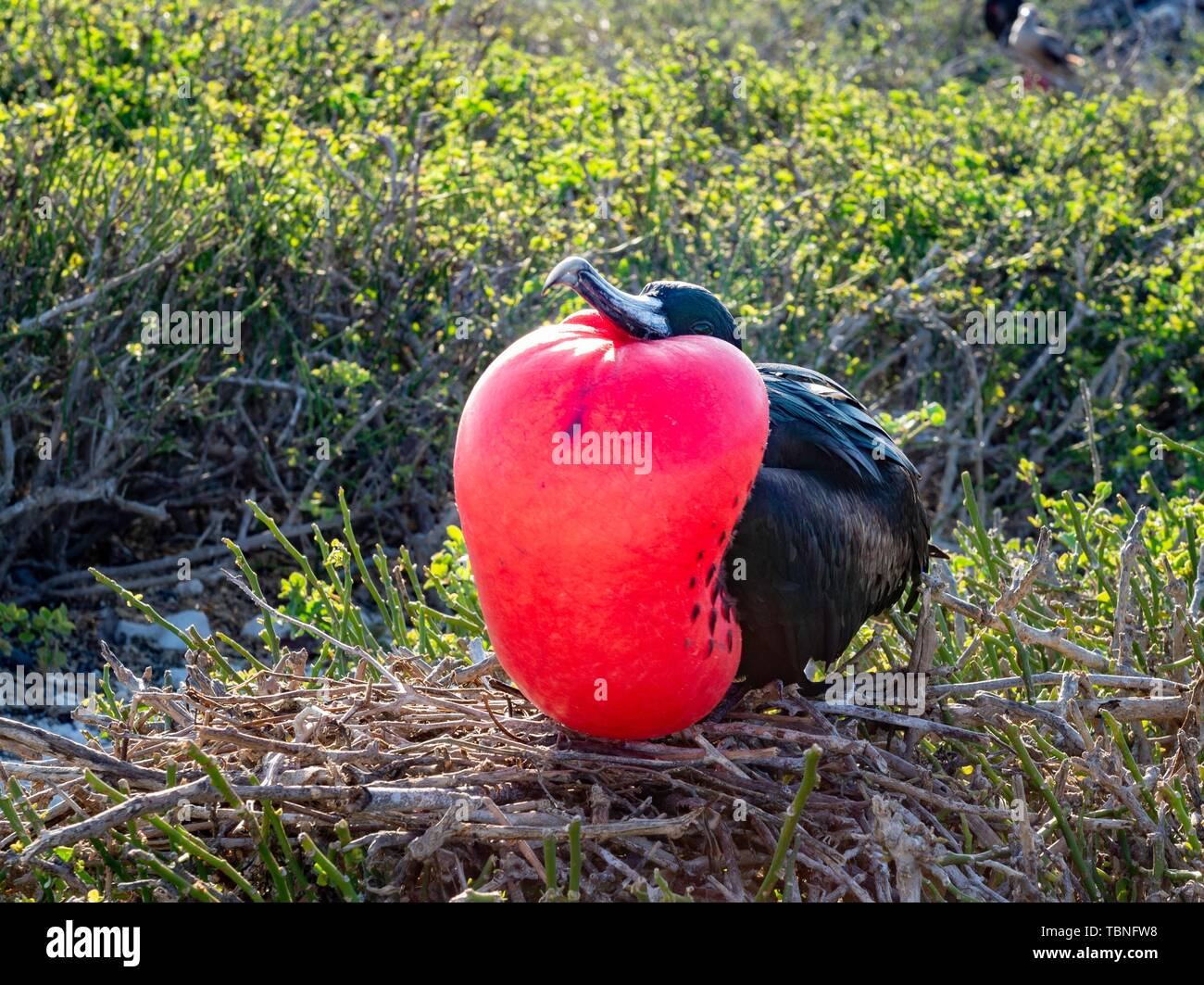 Male great frigatebird (Fregata minor) with red gular pouch expanded ...