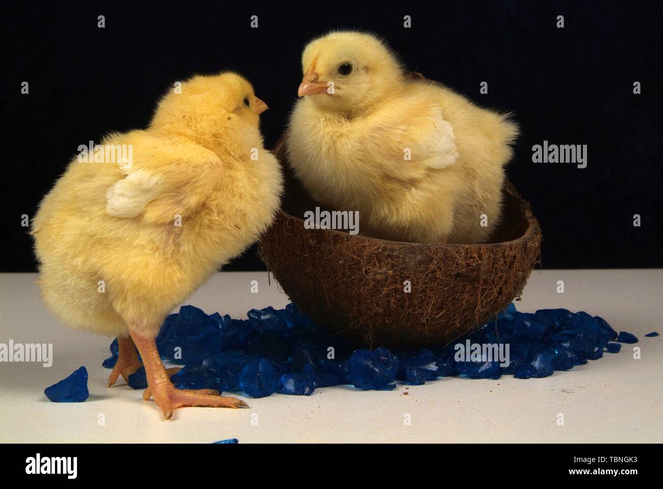 chick of a few days, with colored stones and in a coconut shell Stock ...