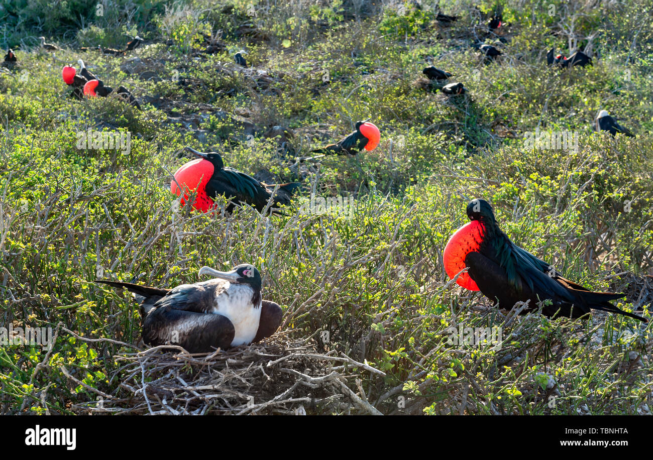 Male great frigatebirds (Fregata minor) with red gular pouches expanded ...