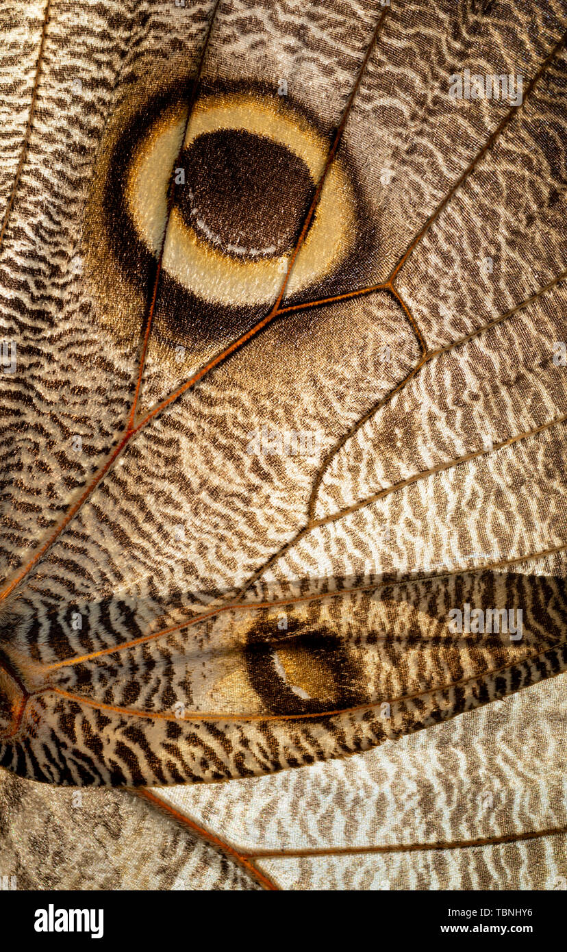 Macro view of eye-spots, scales, and veins on the wings of a giant owl ...
