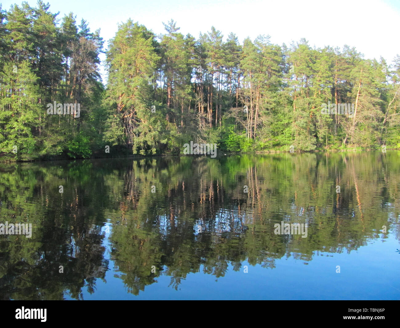 forest lake with clear water, reflecting trees Stock Photo - Alamy