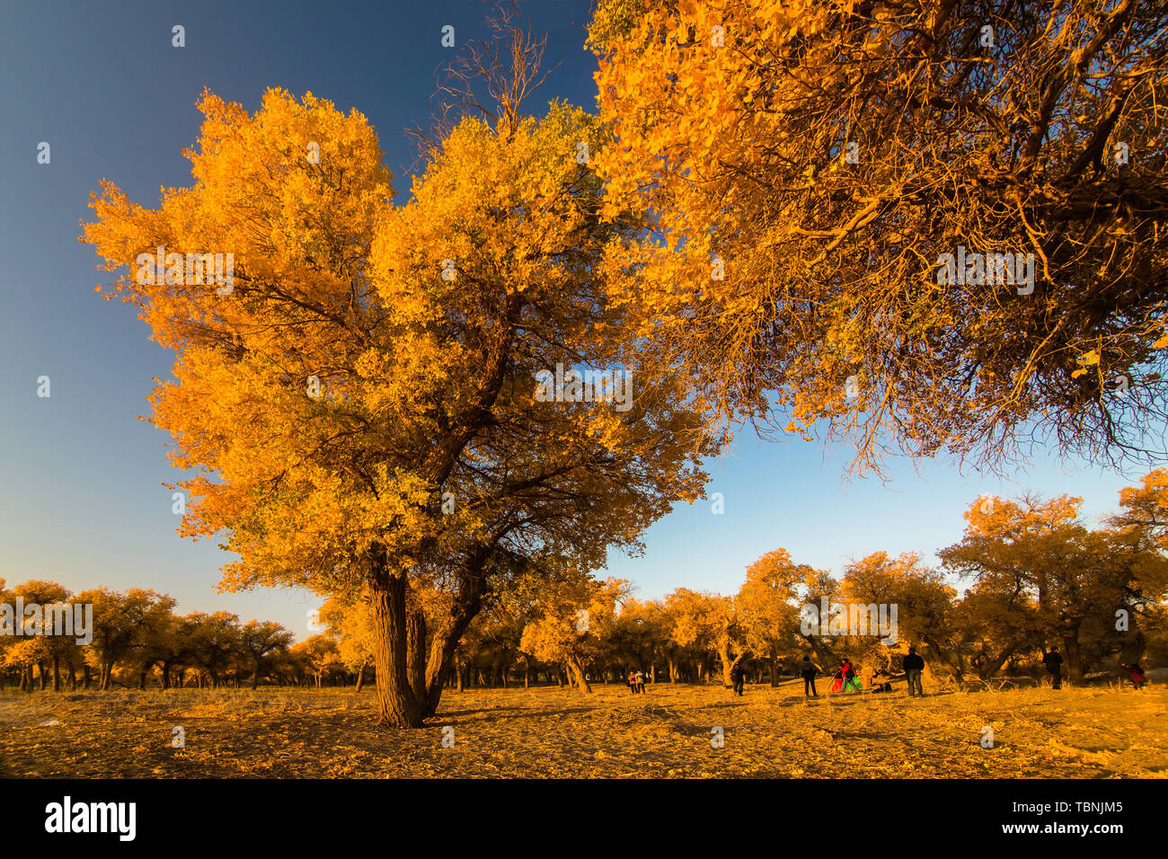 Hu Yang Lin, Ejina, Inner Mongolia Stock Photo - Alamy