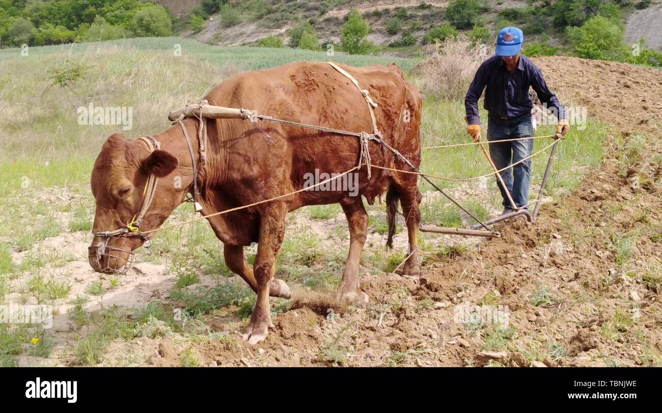 Tianshui, Gansu Province, farmers catch up to plow cattle and plow the ...