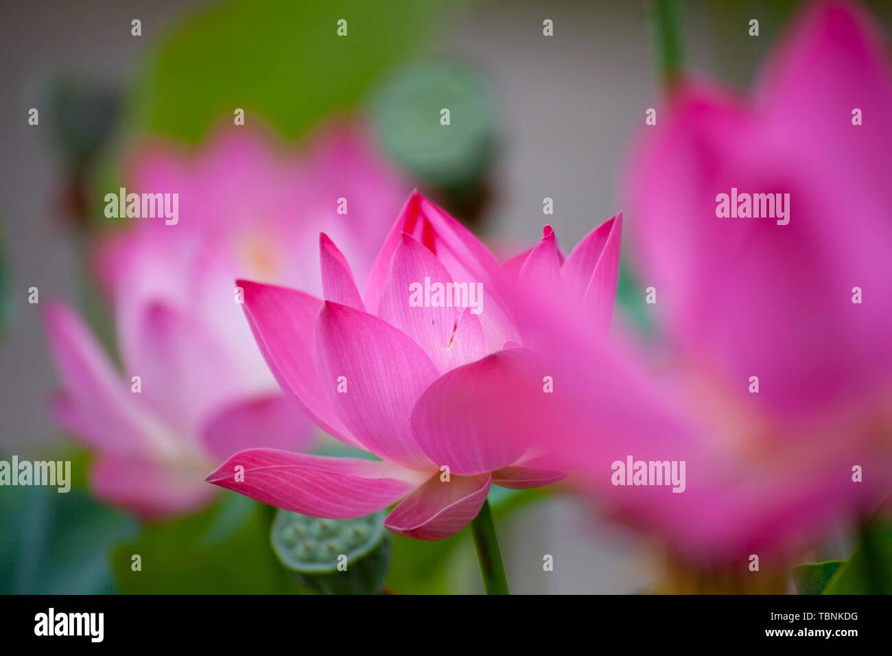 A set of creative pictures of lotus flowers Stock Photo - Alamy