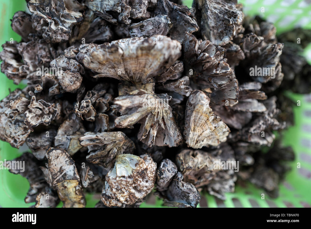 Fresh wild edible bacteria with dirt Stock Photo - Alamy