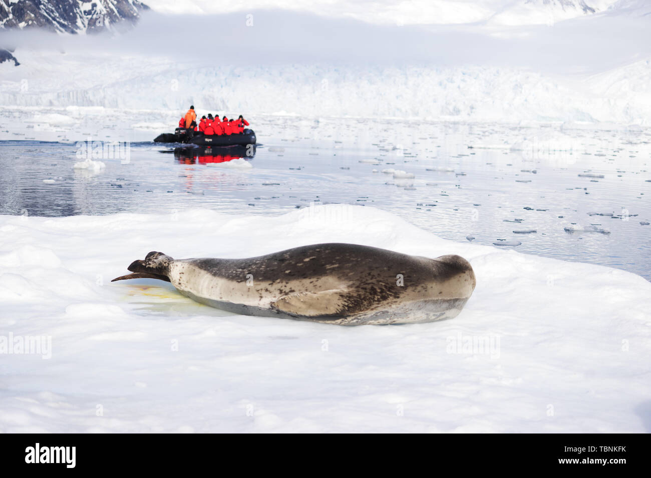 icy beach with animals in antarctic Stock Photo - Alamy