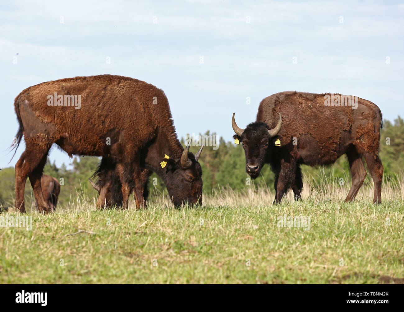 Bisonfarm hi-res stock photography and images - Alamy
