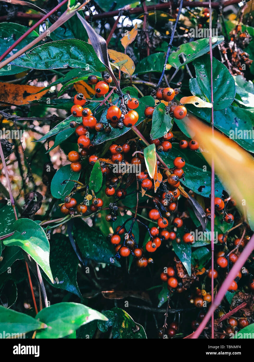 Red wild fruit Stock Photo - Alamy