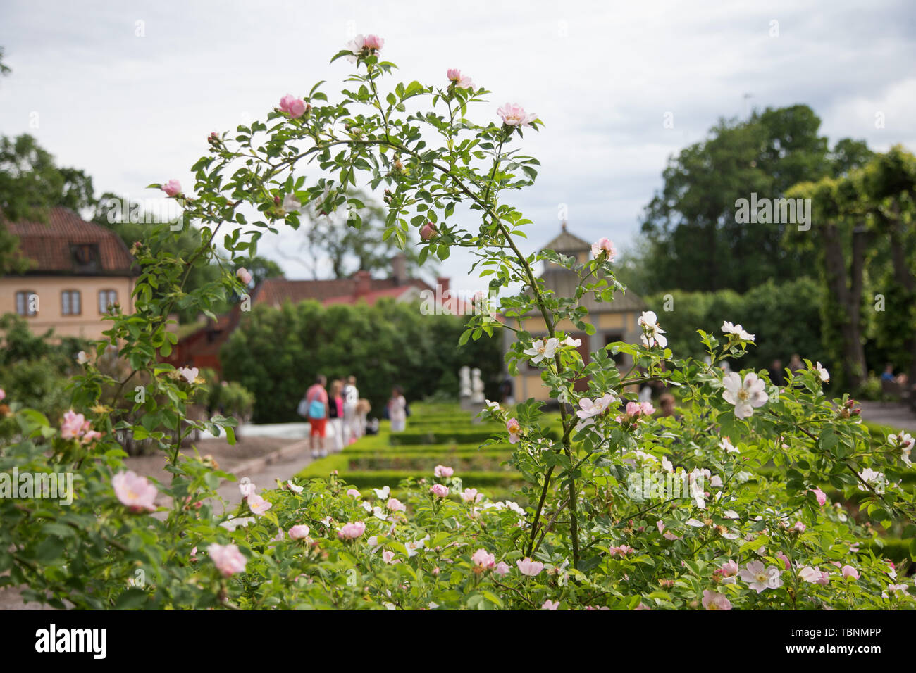 Midsommar skansen stockholm hi-res stock photography and images - Alamy