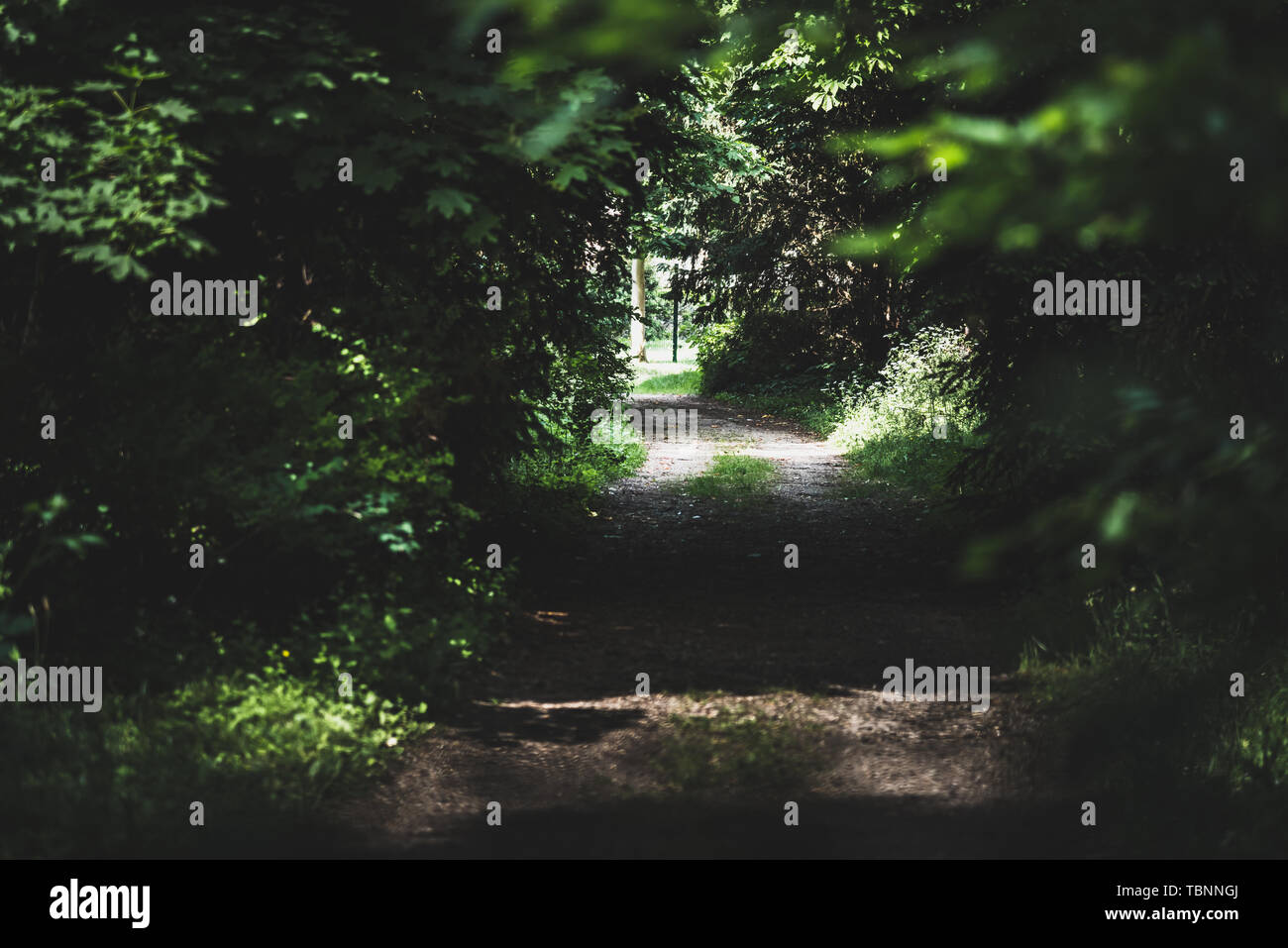 Moody path leading from the shadow to the light in the forest in ...