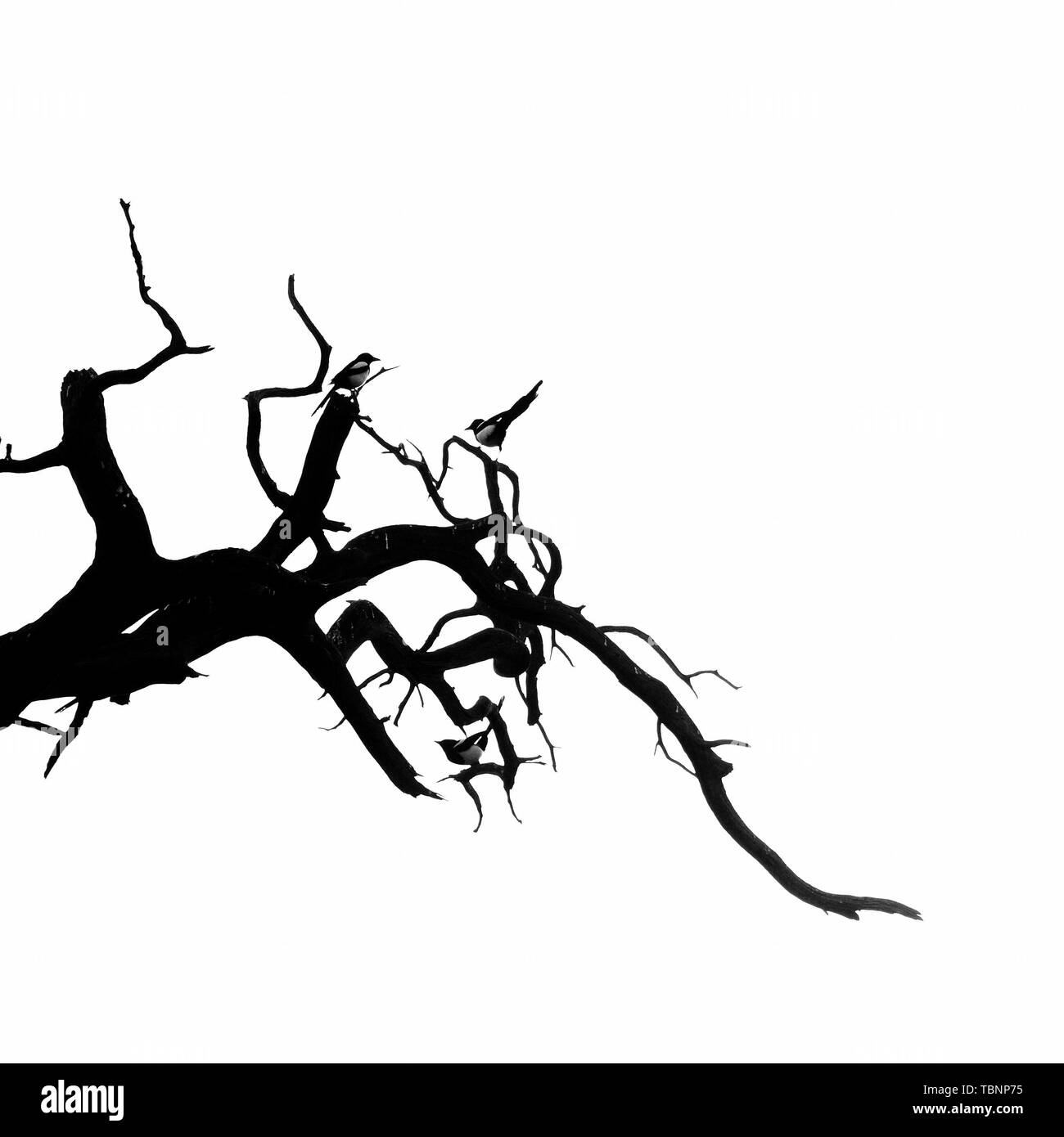 Birds. Dead trees Stock Photo - Alamy