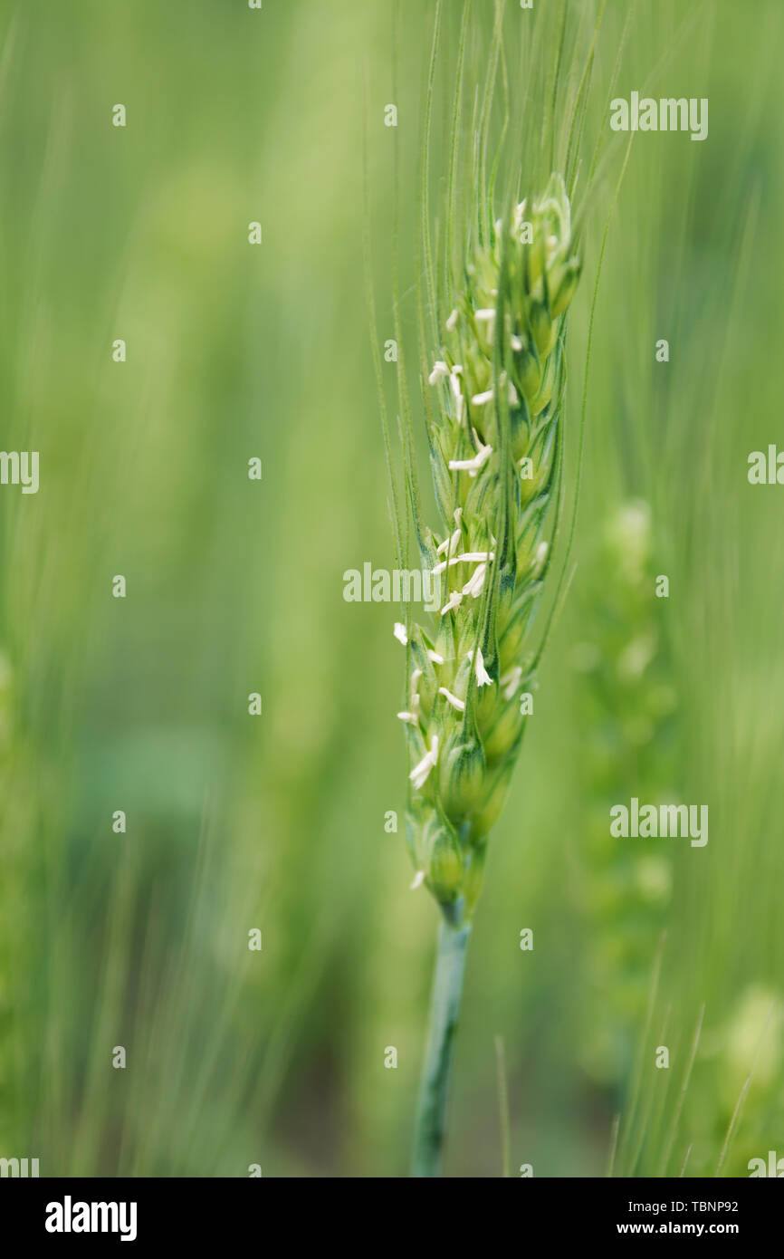 China wheat grain hi-res stock photography and images - Alamy