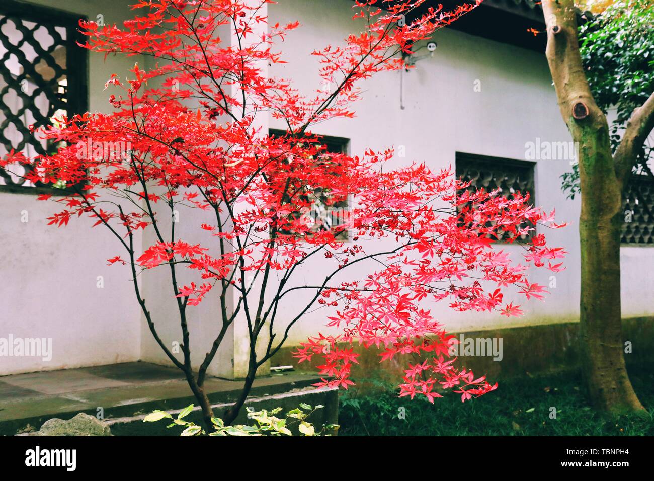 Maple tree corner hi-res stock photography and images - Alamy