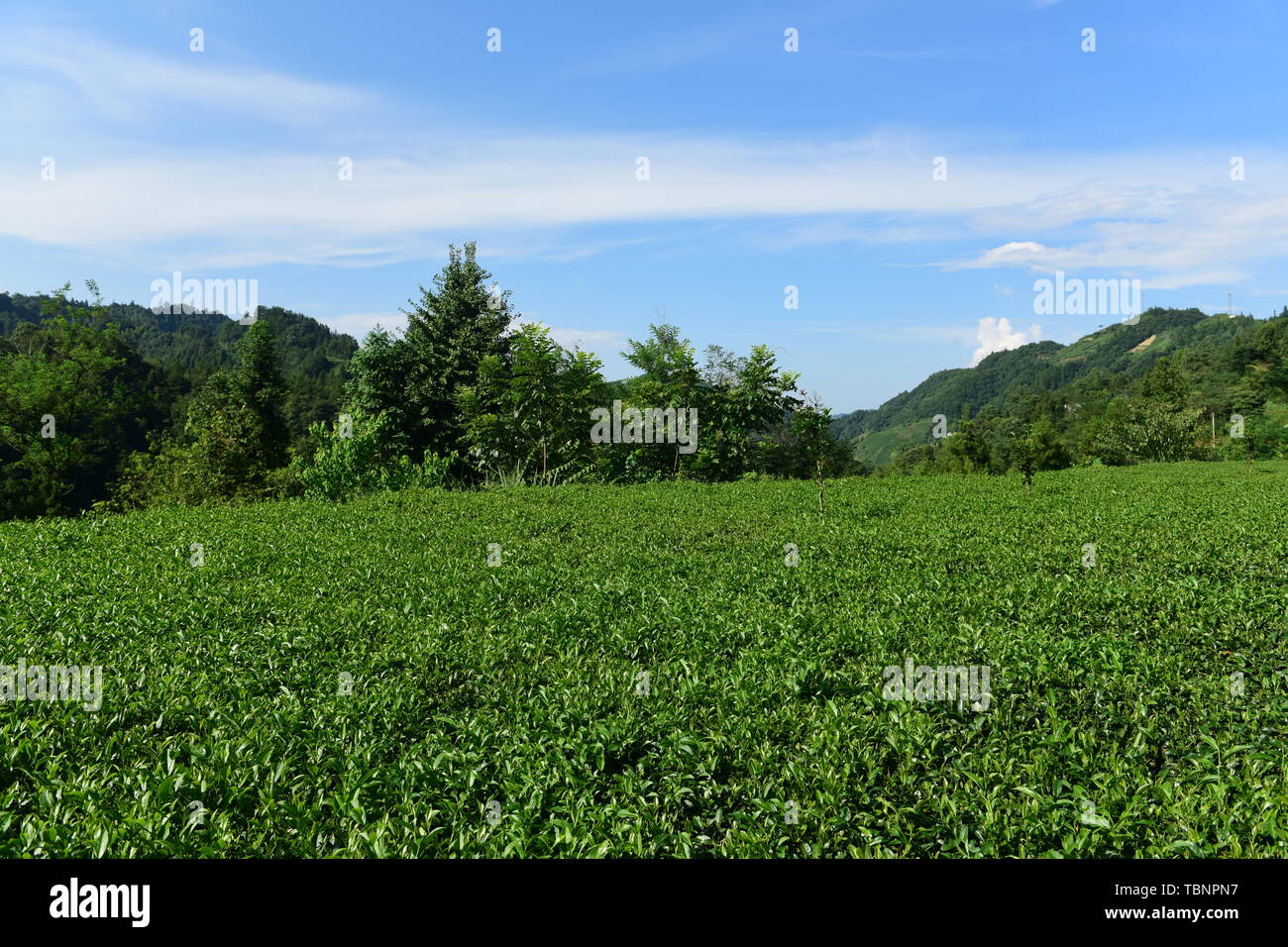 Tea Garden Tea Mountain Stock Photo - Alamy