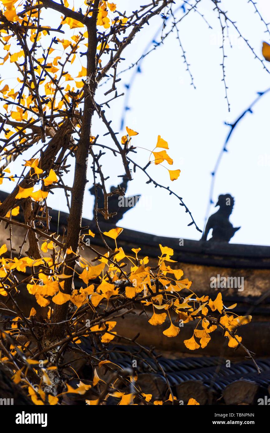 Color color flowers and plants landscape landscape daylight gold hi-res ...