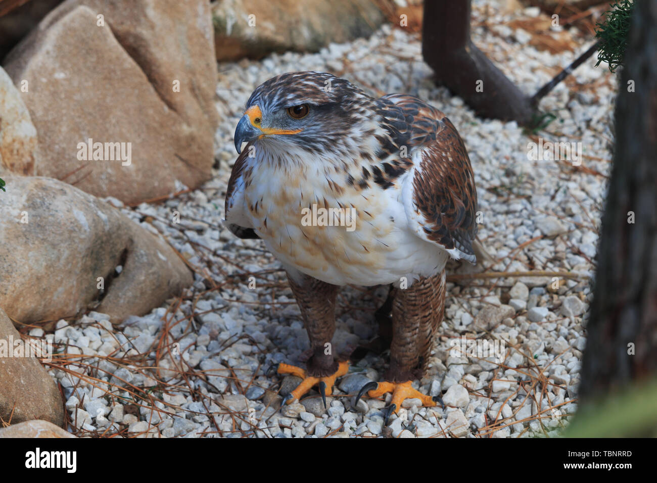The Ferruginous hawk stands on gravel full body Stock Photo - Alamy