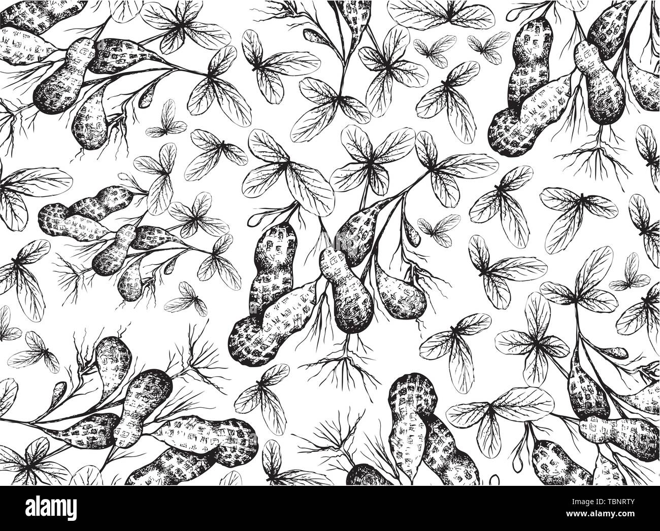Illustration Wallpaper Background of Hand Drawn Sketch Fresh Peanuts or ...