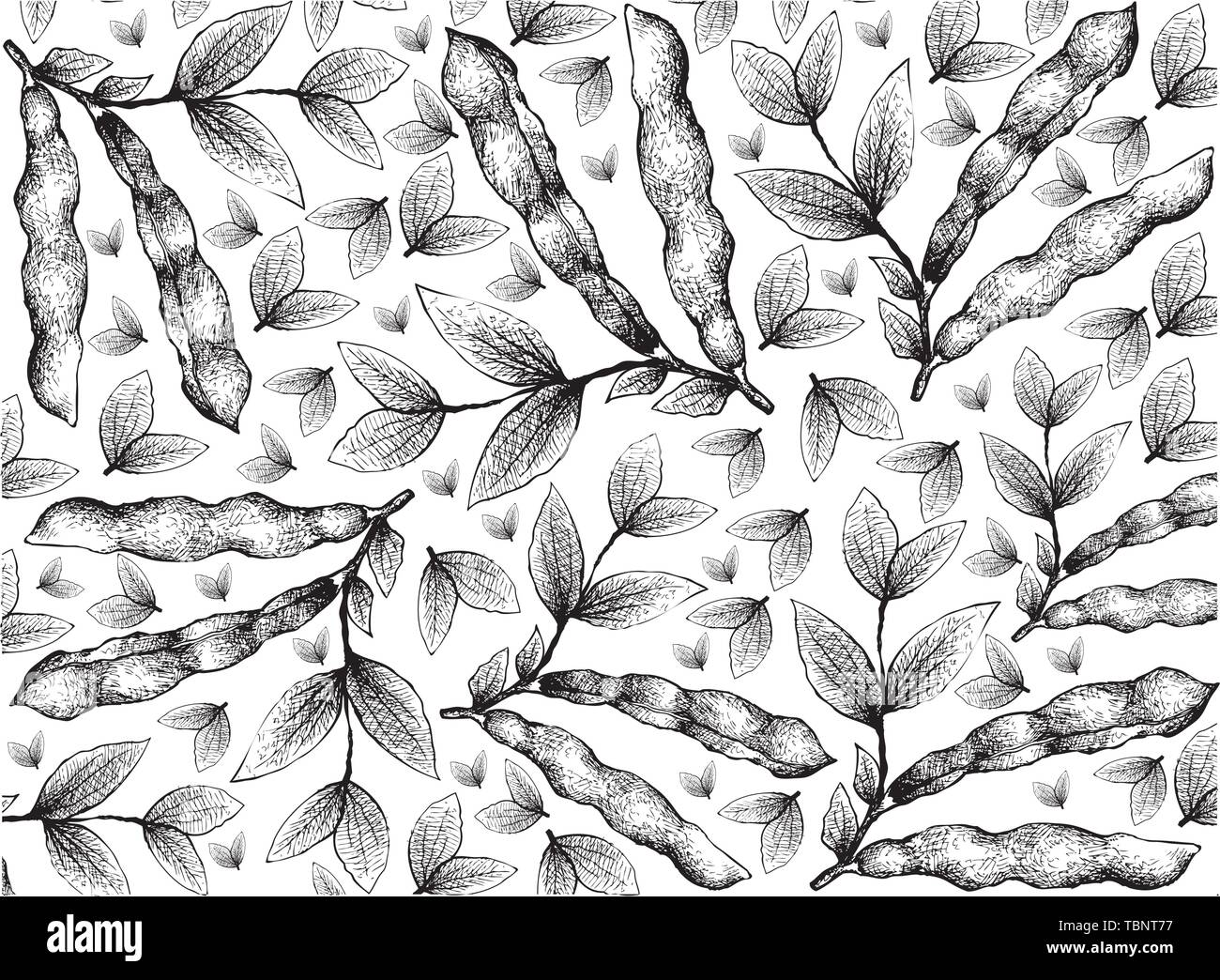 Raw fresh fava beans Stock Vector Images - Alamy