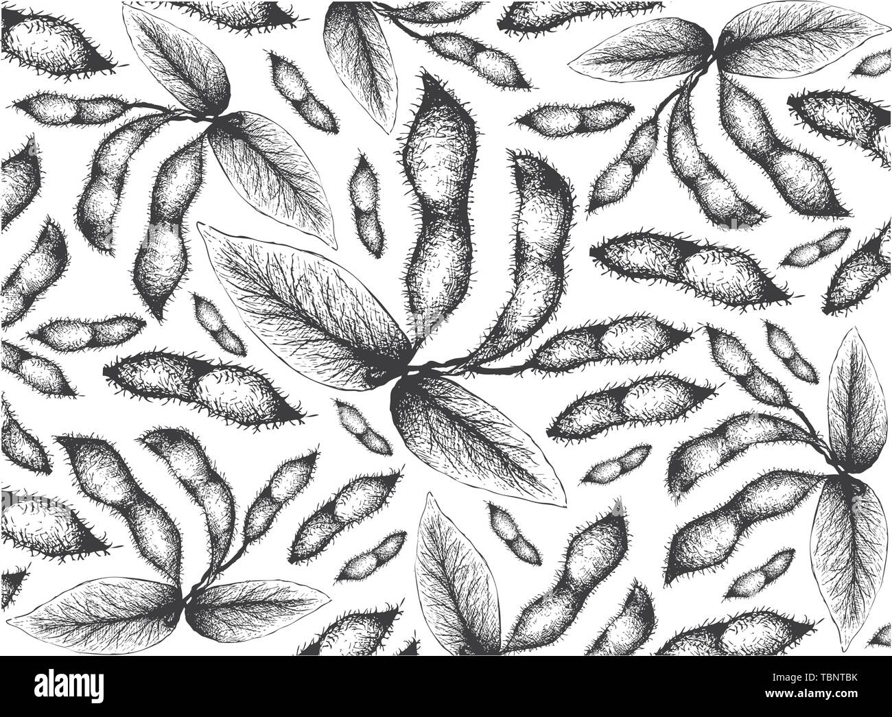 Edamame Drawing