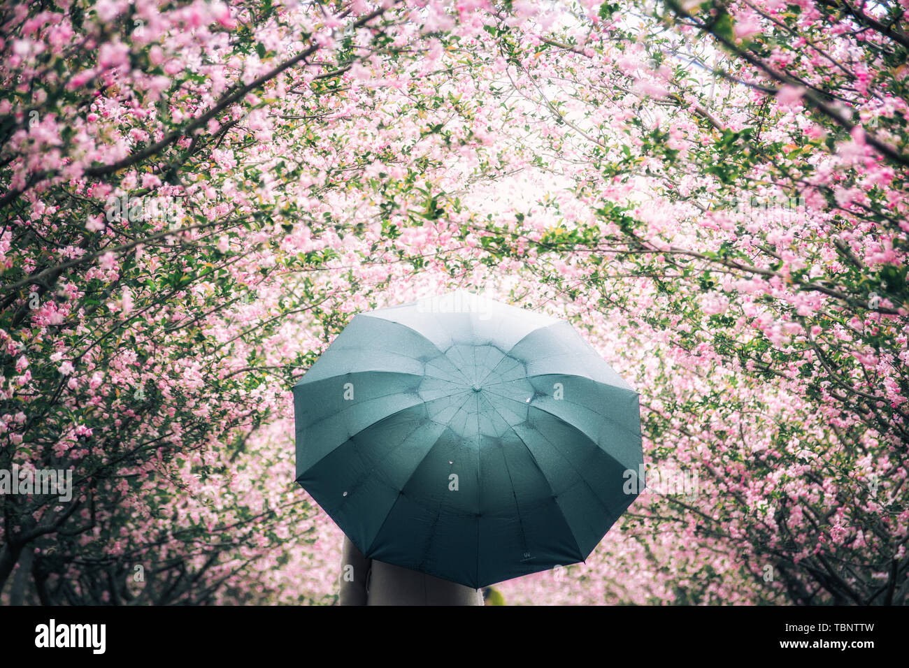 Summer close up flowers and grains backstage hi-res stock photography ...