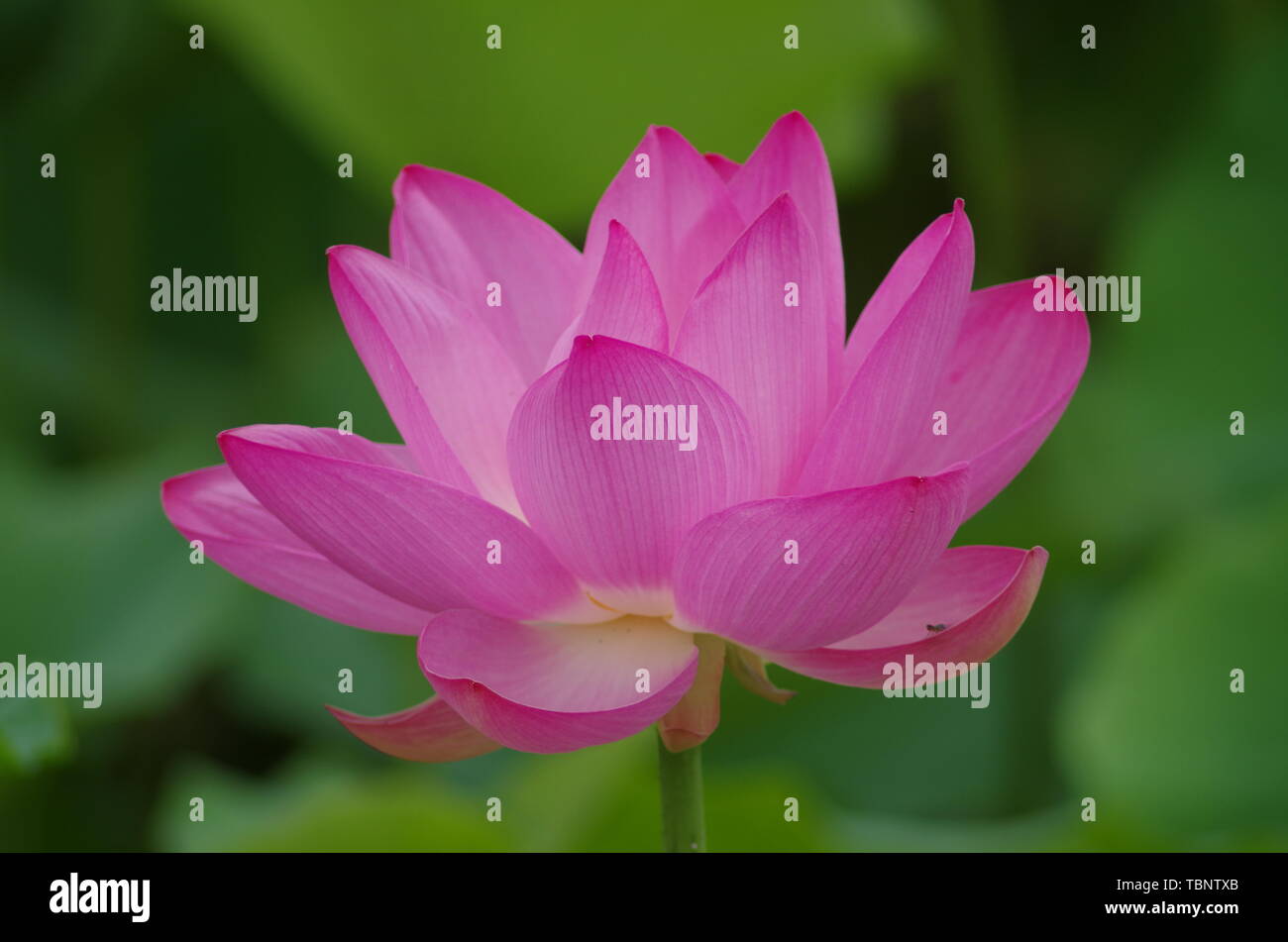 Lotus, Xia Ho, Lotus, Photography Stock Photo - Alamy