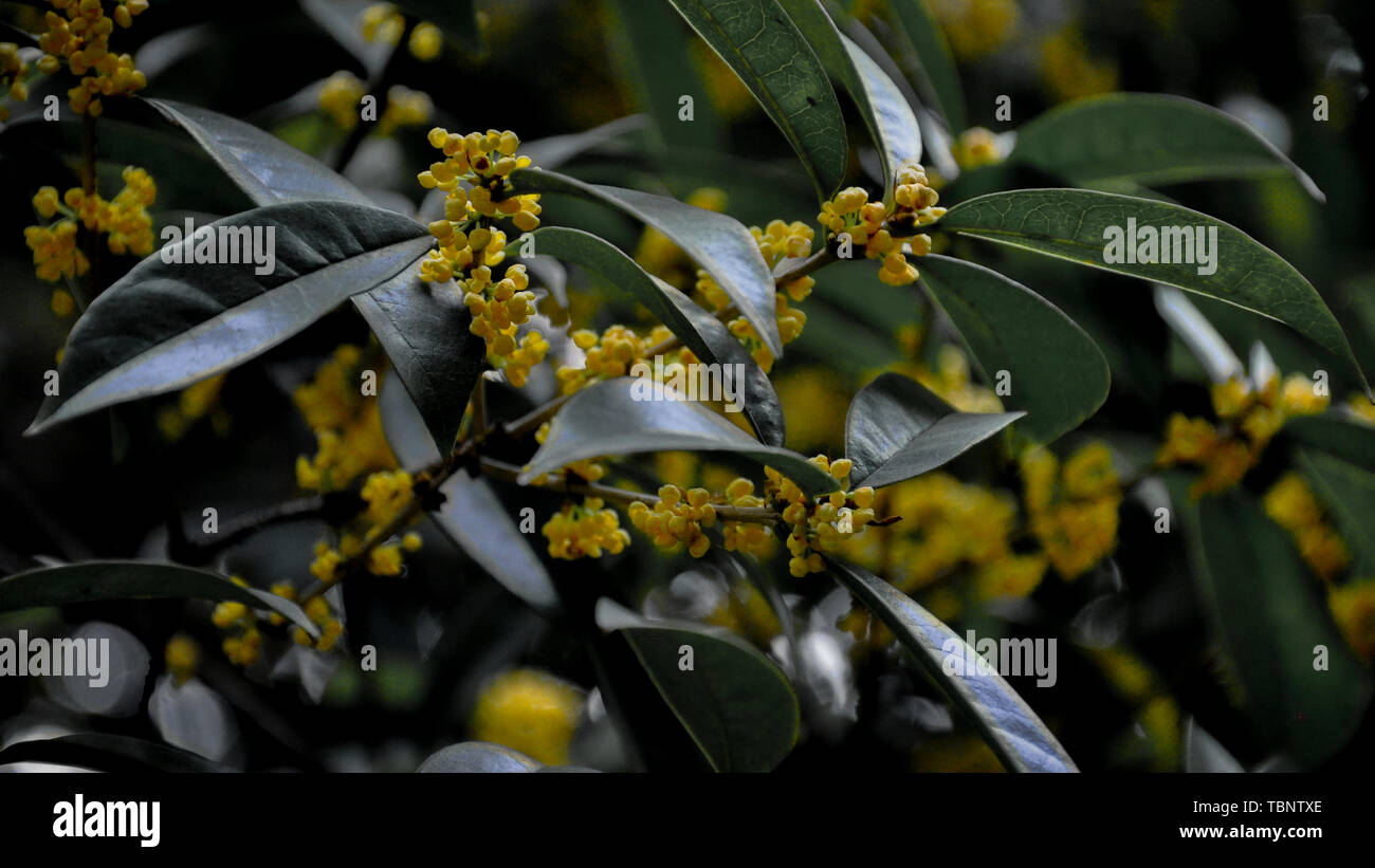 Osmanthus branches hi-res stock photography and images - Alamy