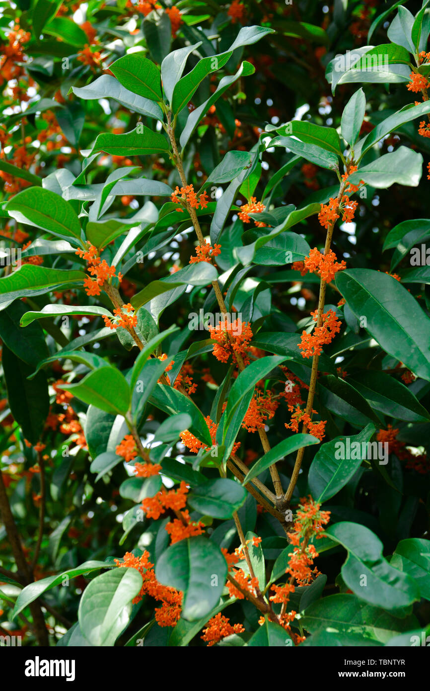 Dangui hi-res stock photography and images - Alamy