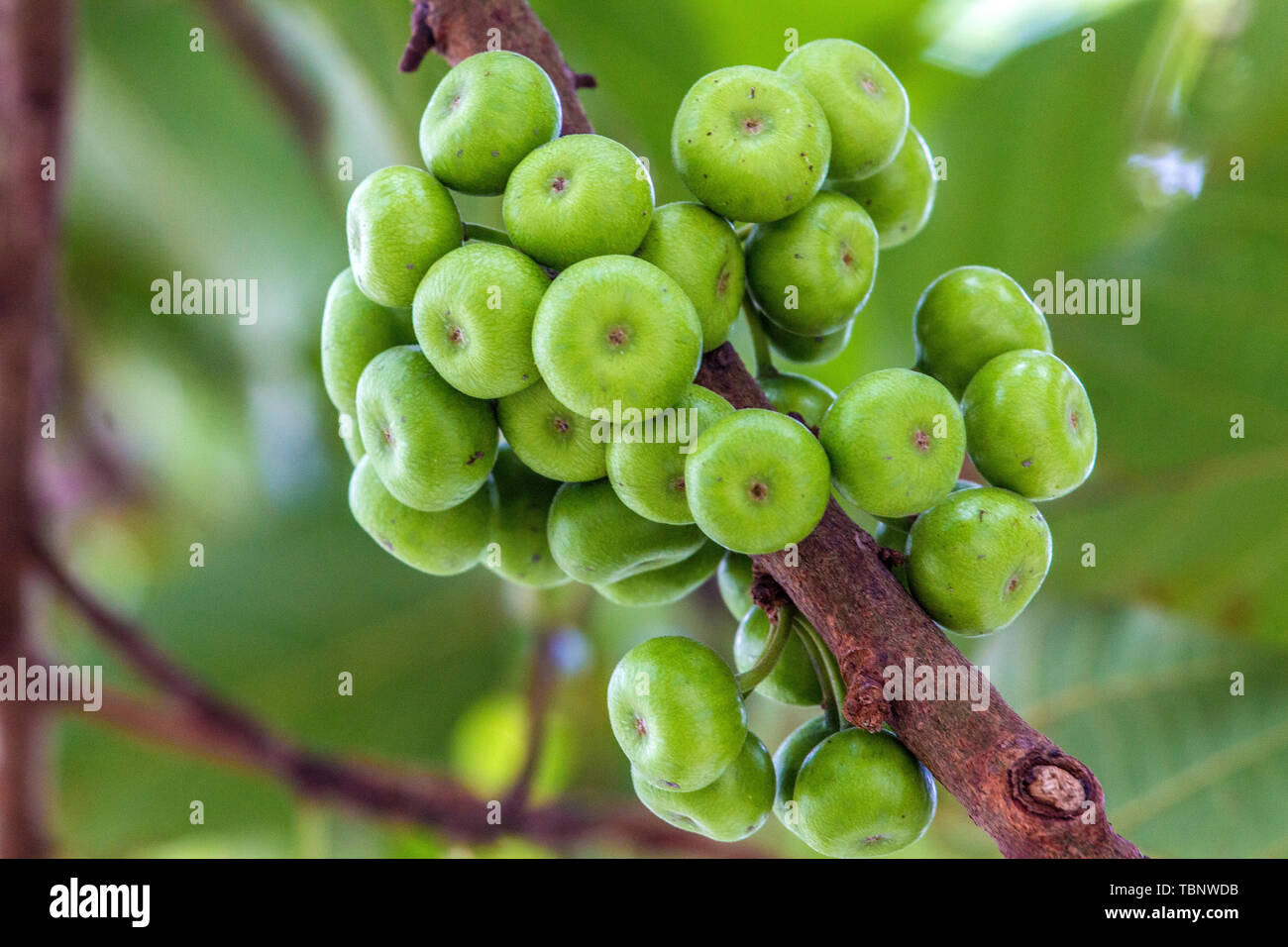 Fruit of banyan tree hi-res stock photography and images - Alamy