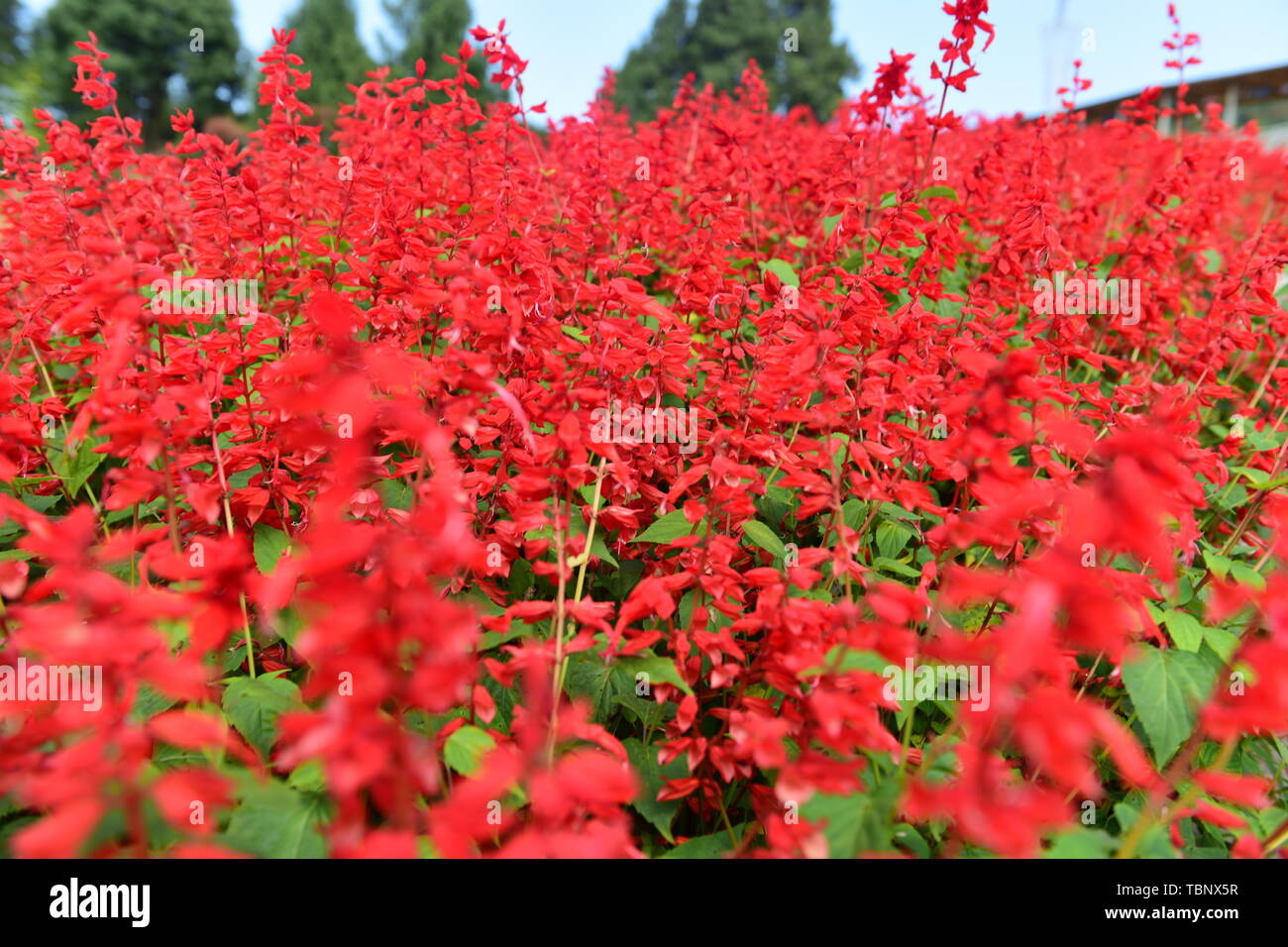 A bunch of red flowers Stock Photo - Alamy